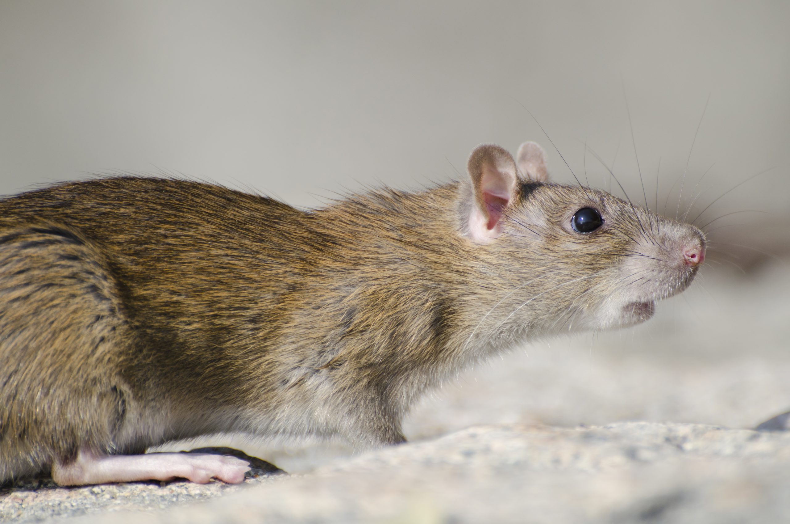 Multi-Odor Discrimination by Rat Sniffing for Potential Monitoring of ...